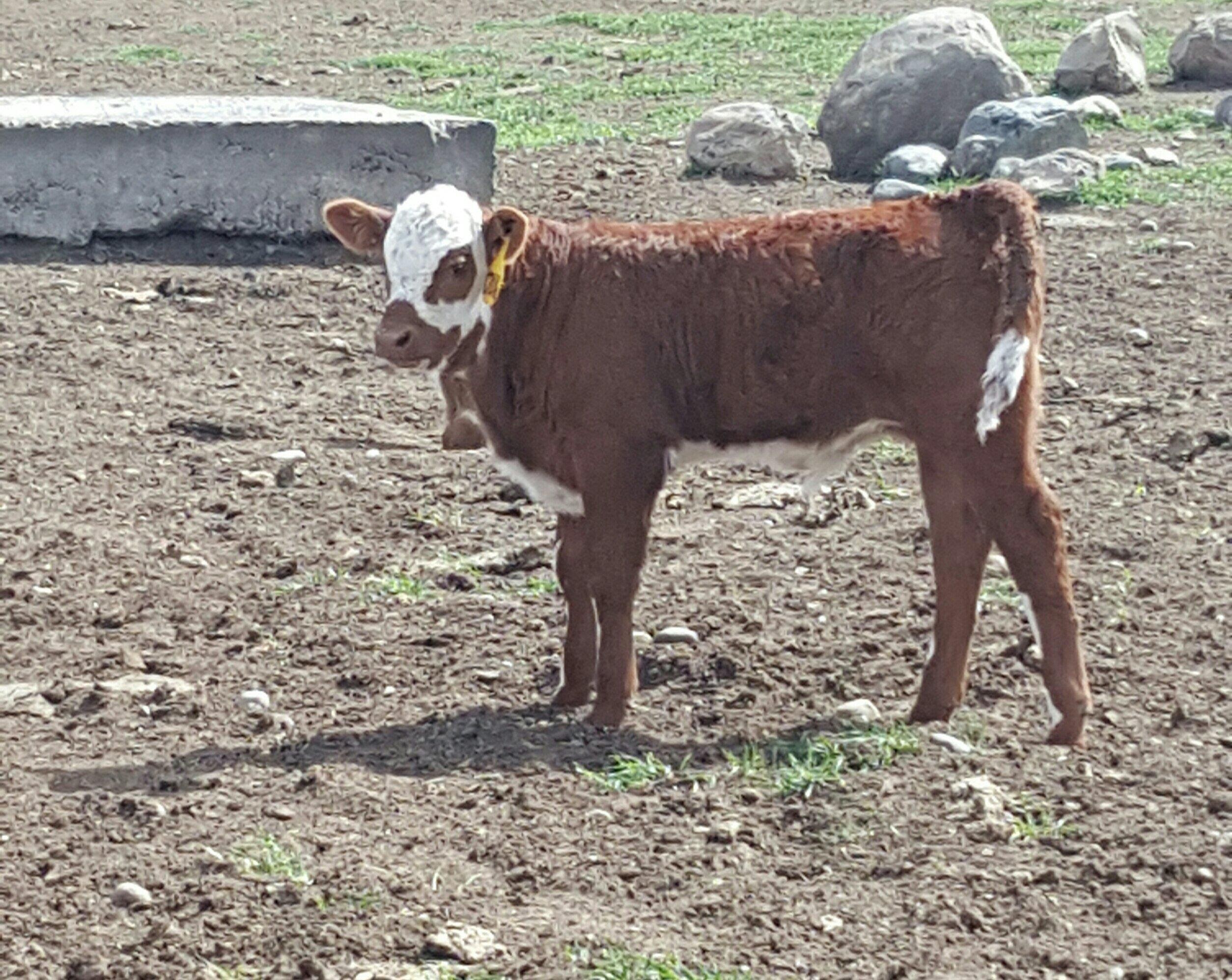 Calf Castration Considerations | Franklin County Cattlemen's Association