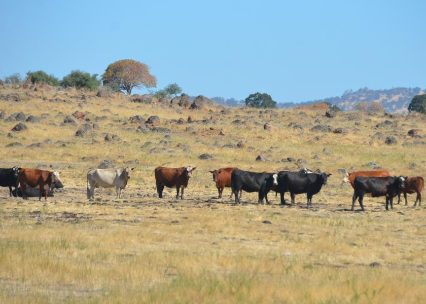 Peel: Poor Pasture Conditions, Low Hay Stocks and Drought | Franklin ...