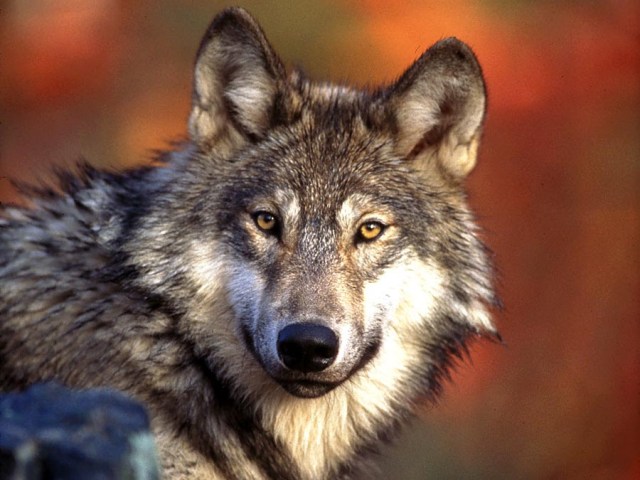 PLC ALONG WITH OTHER GROUPS MOVE TO DEFEND GRAY WOLF DELISTING ...